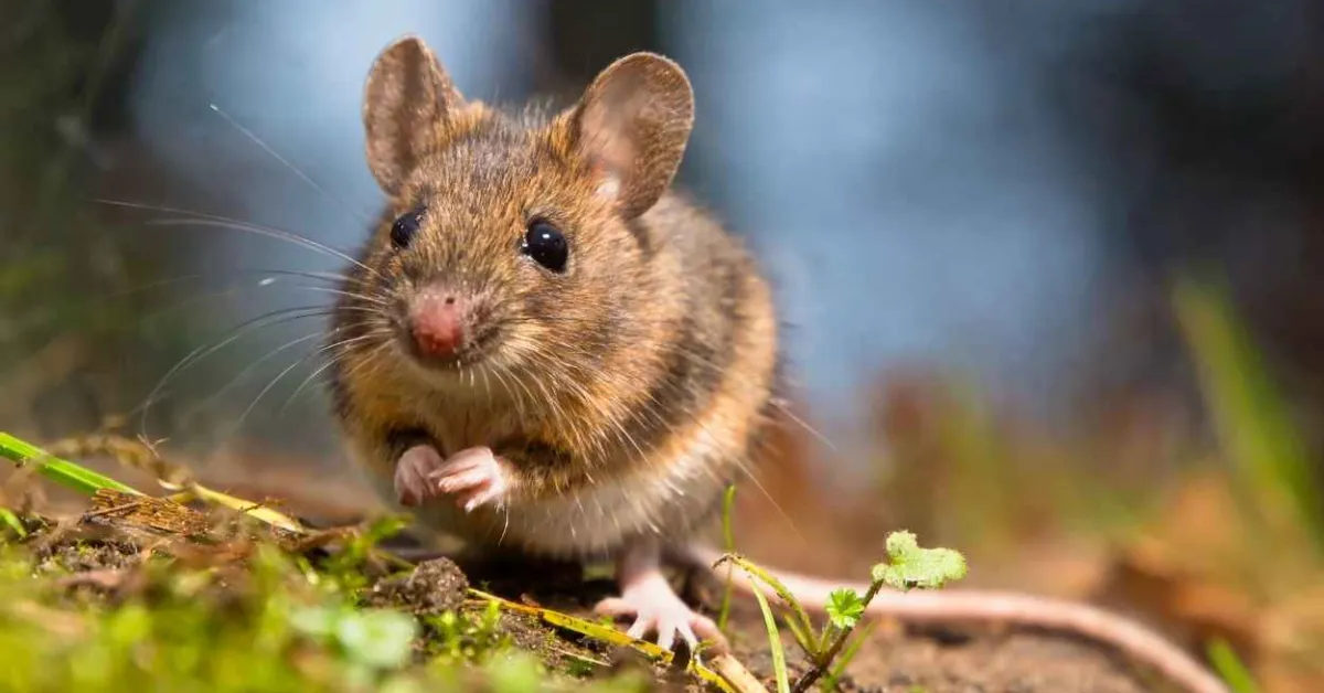 Fasting-Mimicking Diet Reduces Signs of Dementia in Mice | PharmaTutor